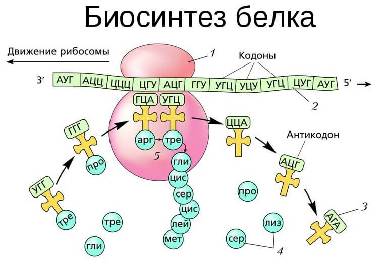Что такое биосинтез? Биосинтез белков, жиров и углеводов